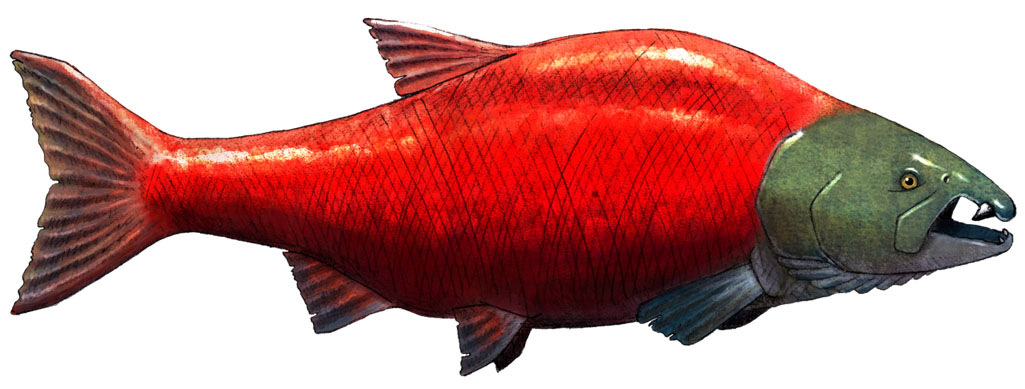 A Lotta Lox: The Sabertooth Salmon | Stannous Flouride's Book of Truthiness